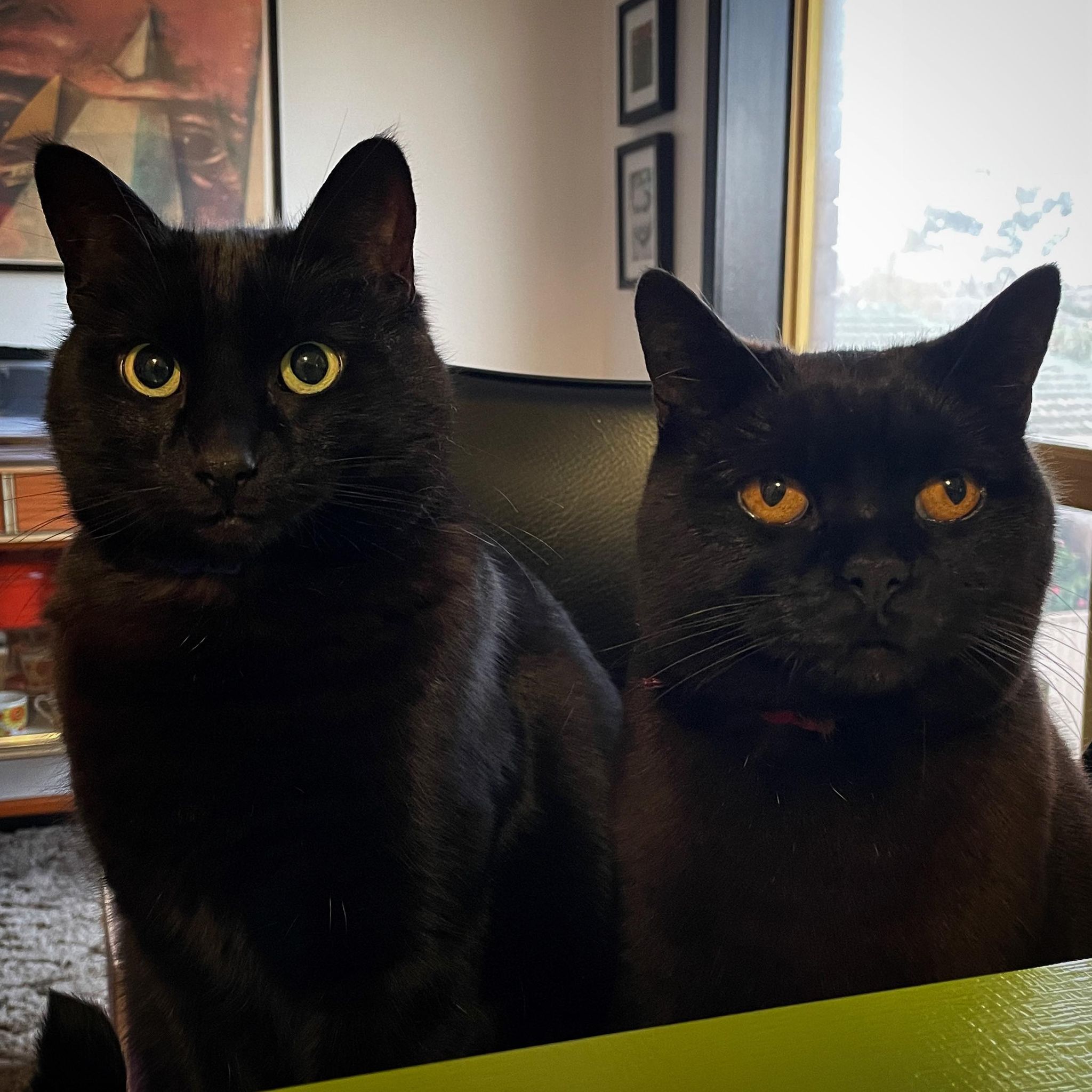 Committee of Management – Ballarat Arts Alive